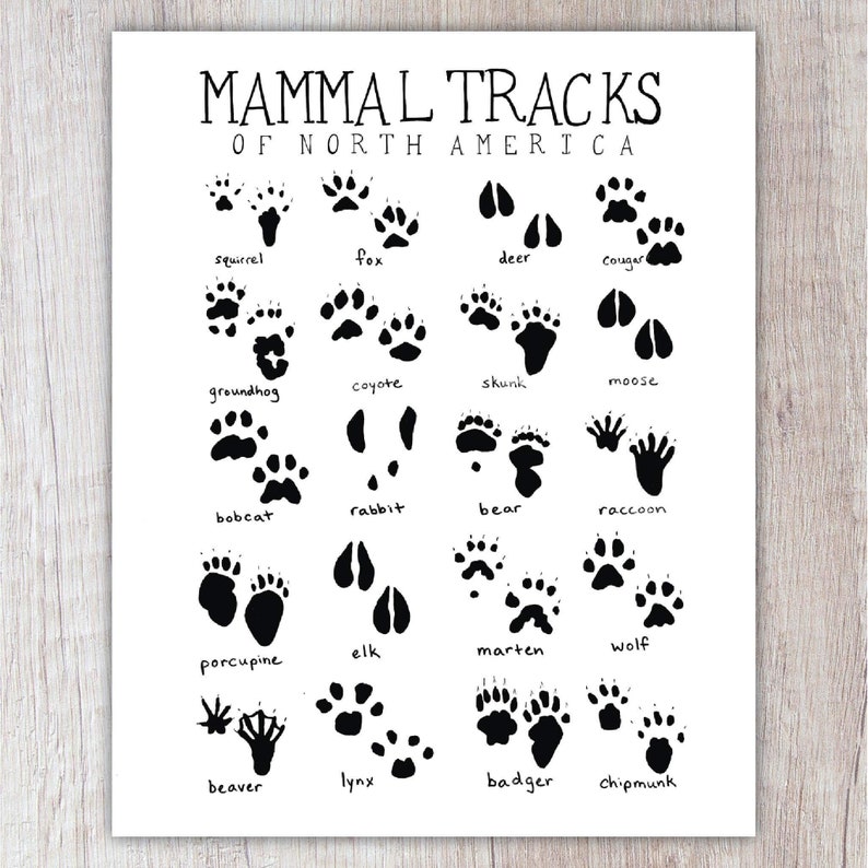 Mammal Tracks of North America Art Print / Watercolor Painting / Nature ...