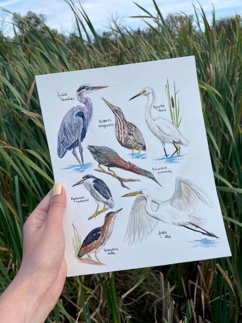 Wading Birds Art Print / Watercolor Painting / Nature Print / Field ...