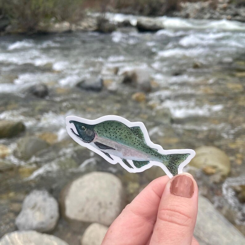 Salmon Vinyl Sticker - Etsy