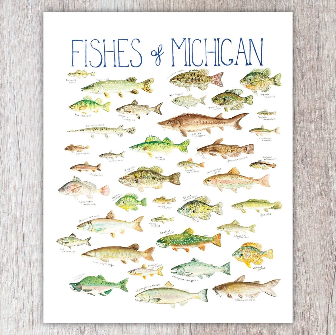 Fishes of Michigan Art Print / Watercolor Painting / Nature Print ...