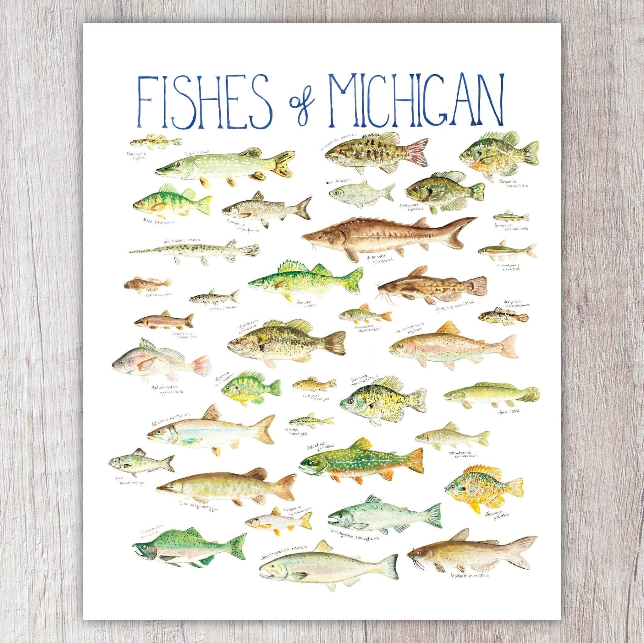 Fishes of Michigan Art Print / Watercolor Painting / Nature Print ...