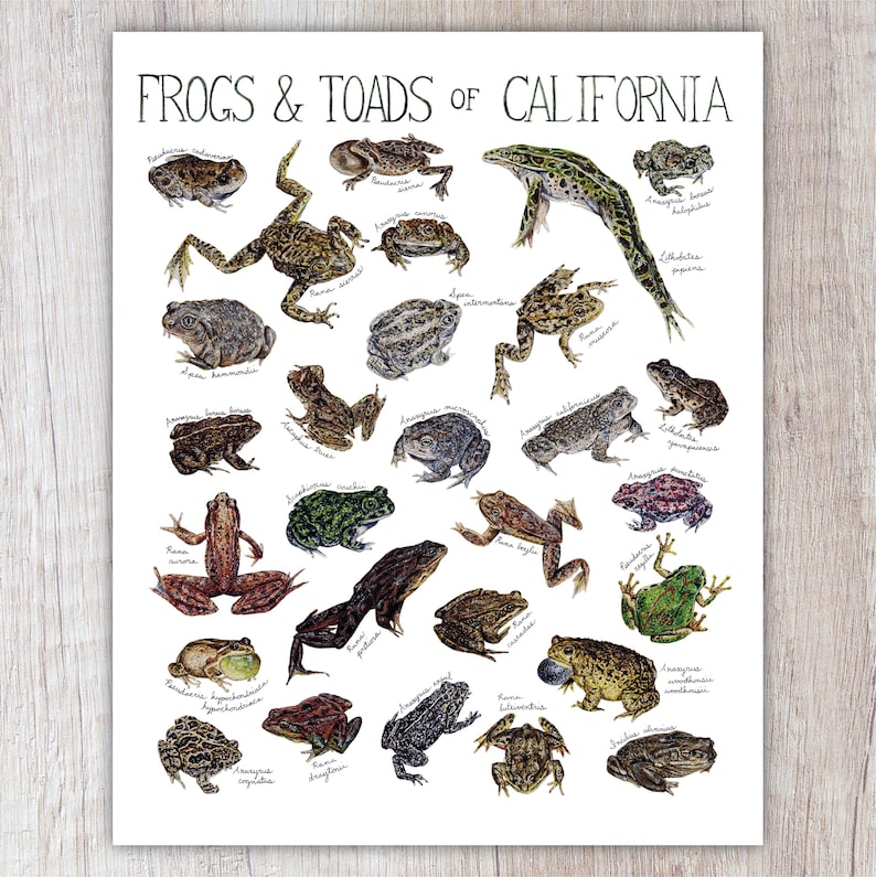 Frogs & Toads of California Art Print / Watercolor Painting / Nature ...
