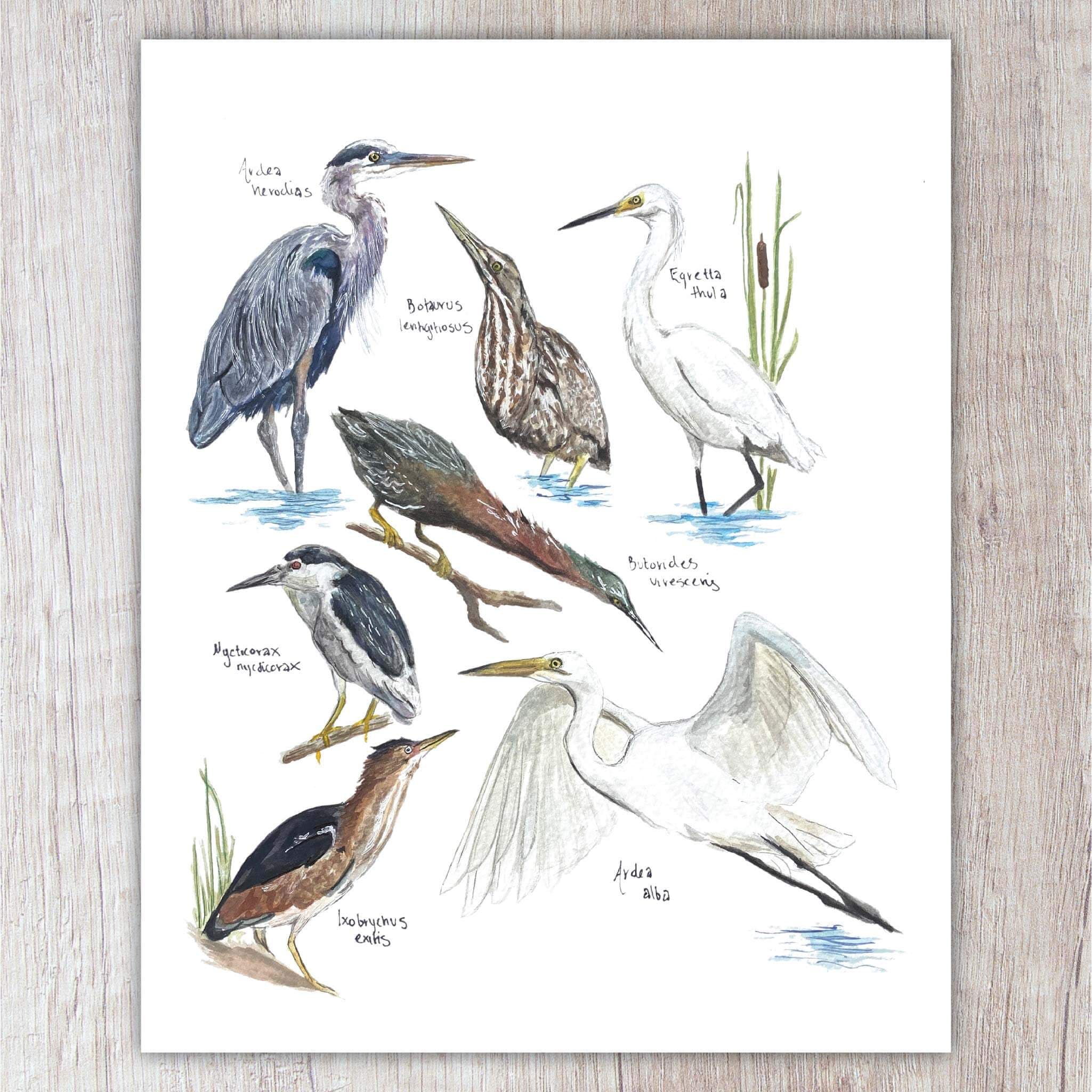 Wading Birds Art Print / Watercolor Painting / Nature Print / Field ...