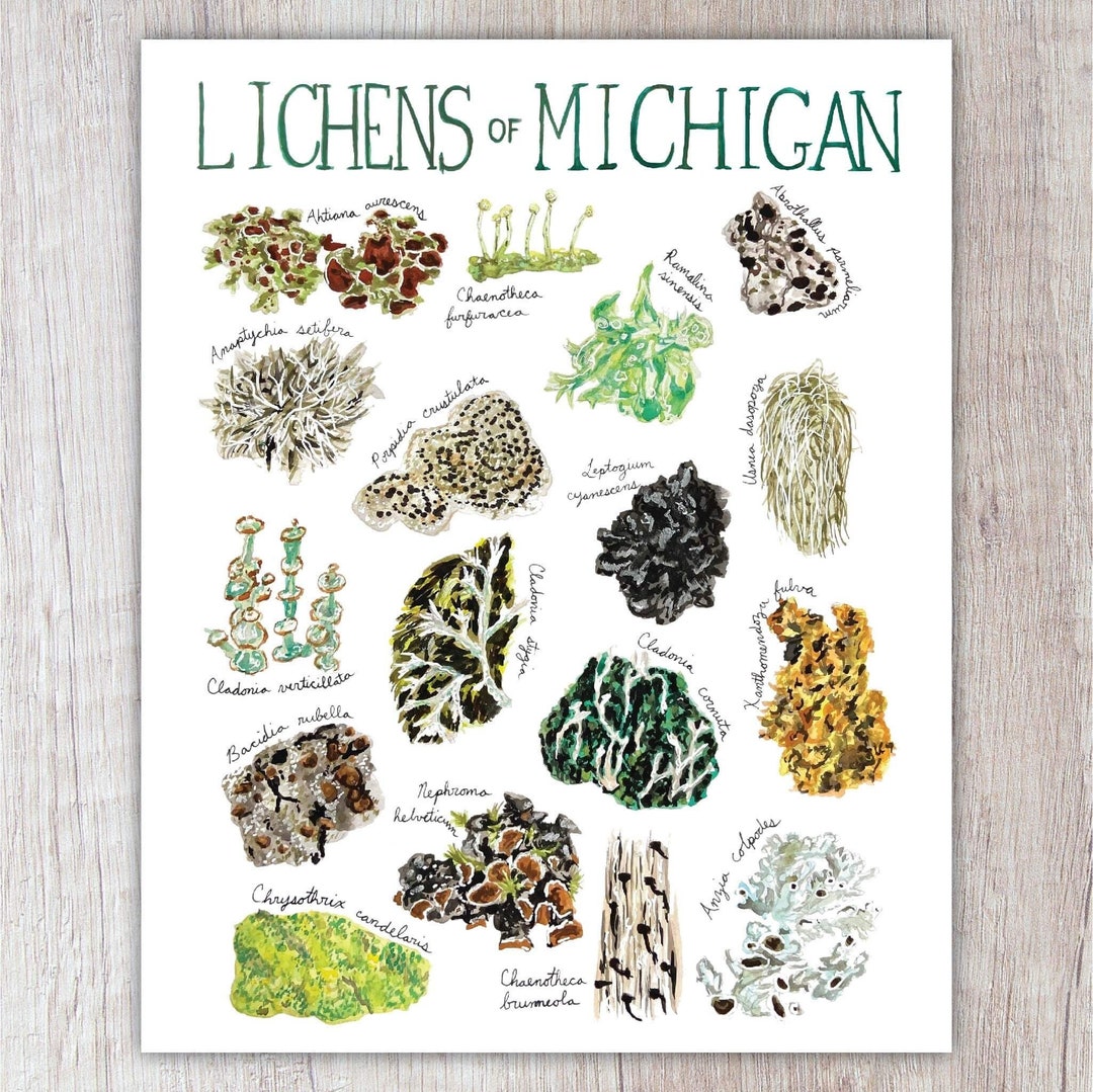 Lichens of Michigan Art Print / Watercolor Painting / Nature Print ...