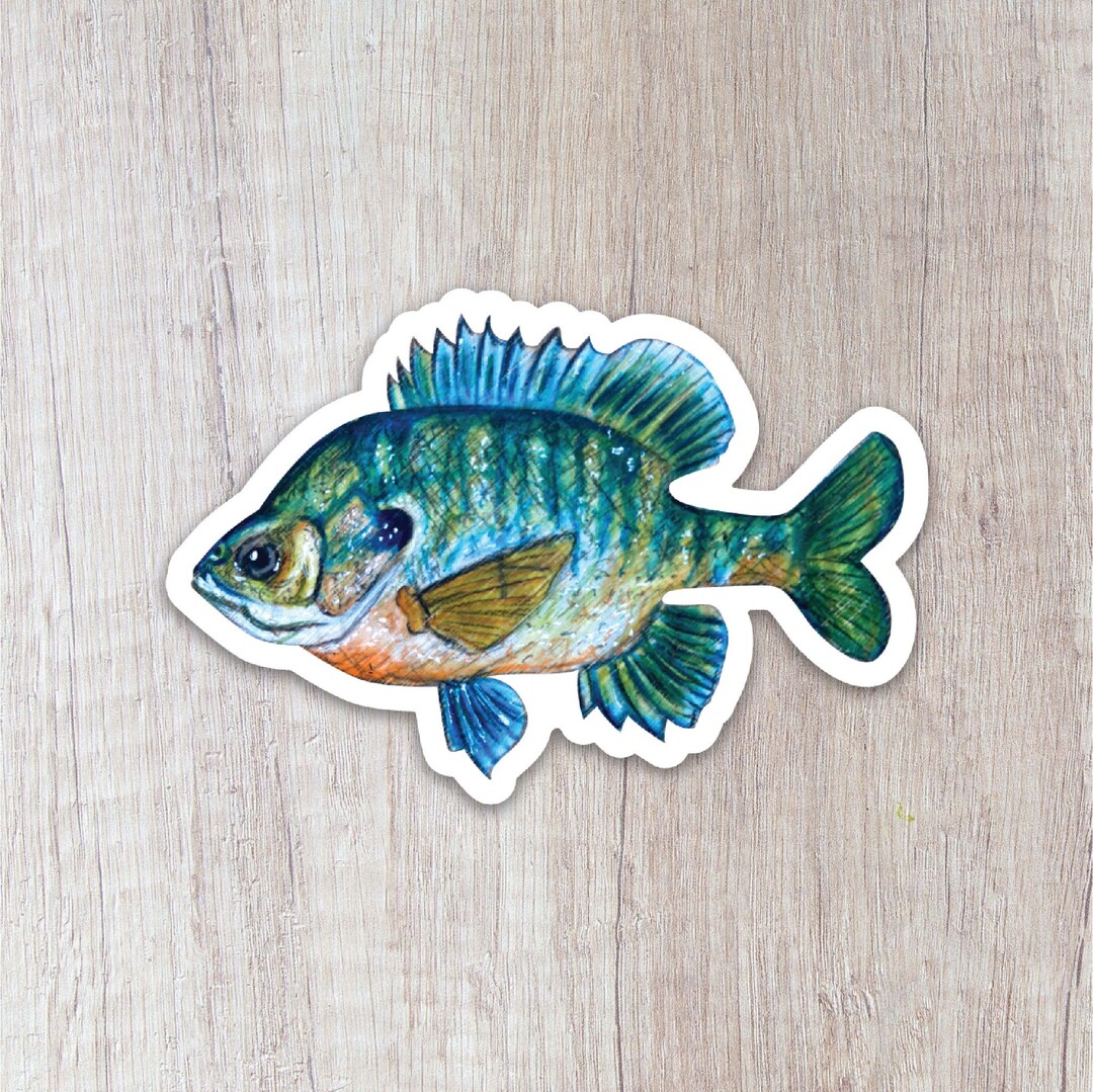 Bluegill Fish Vinyl Sticker - Etsy