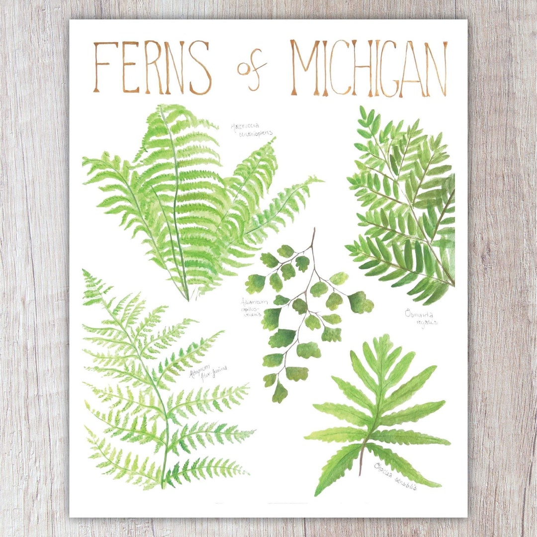 Ferns of Michigan Art Print / Watercolor Painting / Nature Print ...