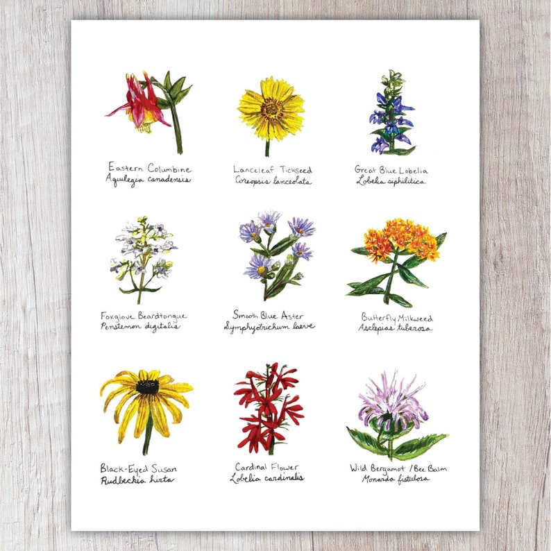Pollinator Plants Art Print / Watercolor Painting / Nature Print ...