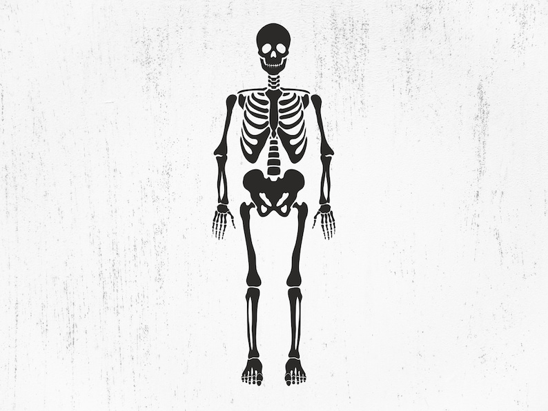 Skeleton SVG, Skeleton Parts Svg, Skeleton Png, Skeleton Cut File ...