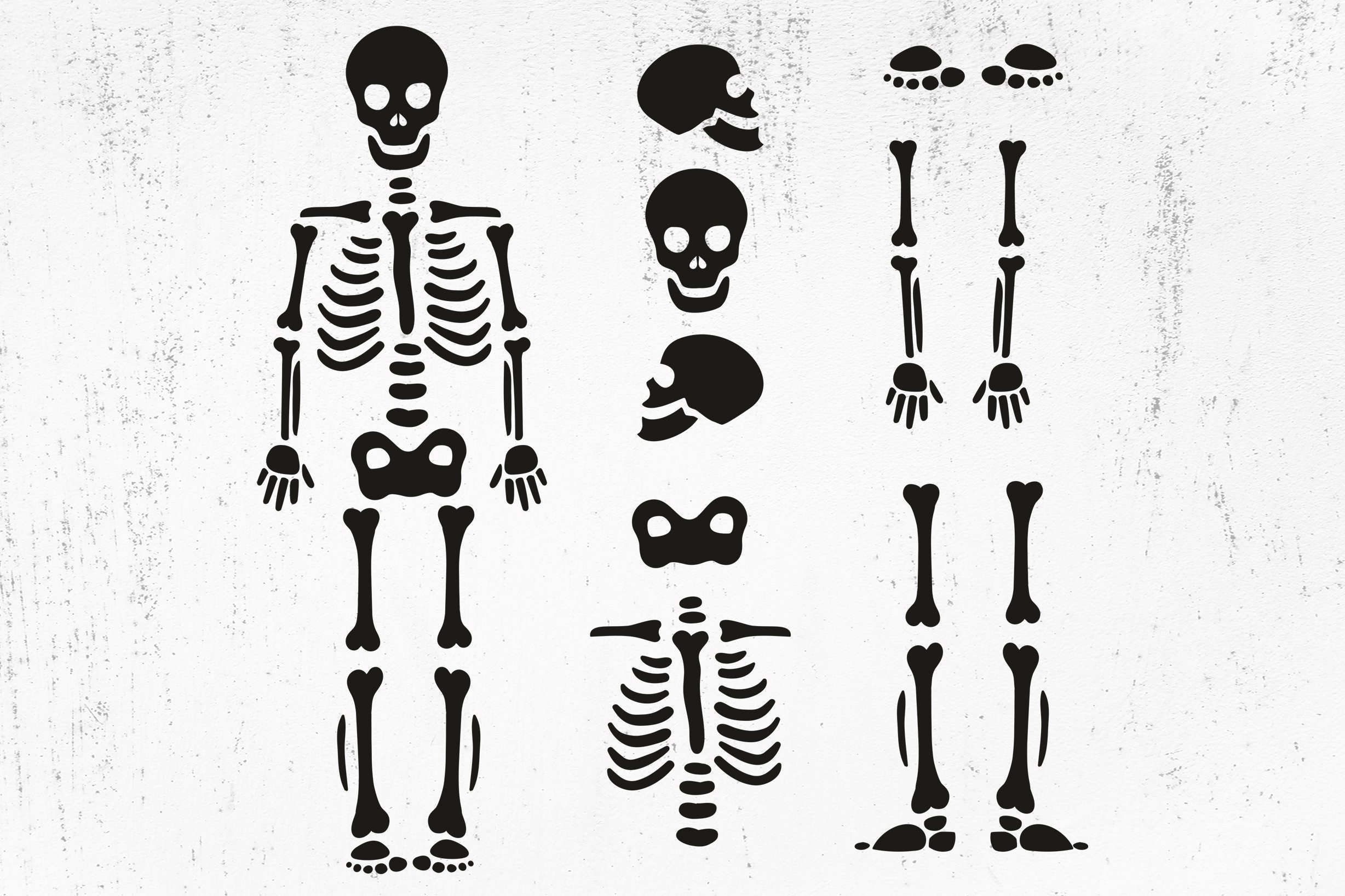 Skeleton SVG, Skeleton Parts Svg, Skeleton Png, Skeleton Cut File ...