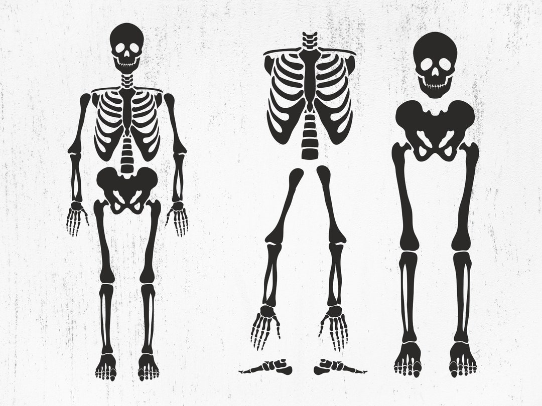 Skeleton SVG, Skeleton Parts Svg, Skeleton Png, Skeleton Cut File ...
