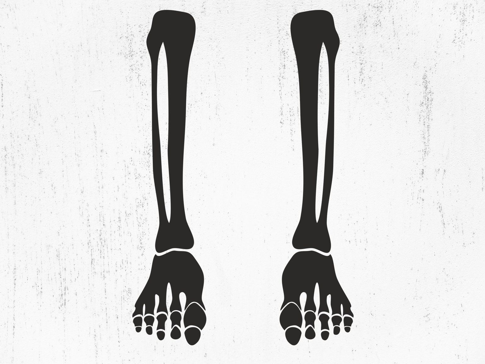 Skeleton SVG, Skeleton Parts Svg, Skeleton Png, Skeleton Cut File ...