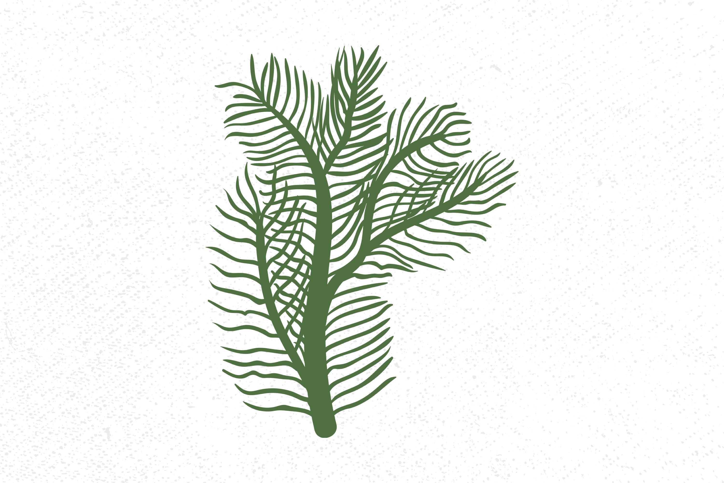 Coral Svg Bundle, Seaweed Svg, Coral Svg, Seaweed Svg, Sea Life Svg ... Coral Svg Bundle, Seaweed Svg, Coral Svg, Seaweed Svg, Sea Life Svg ...