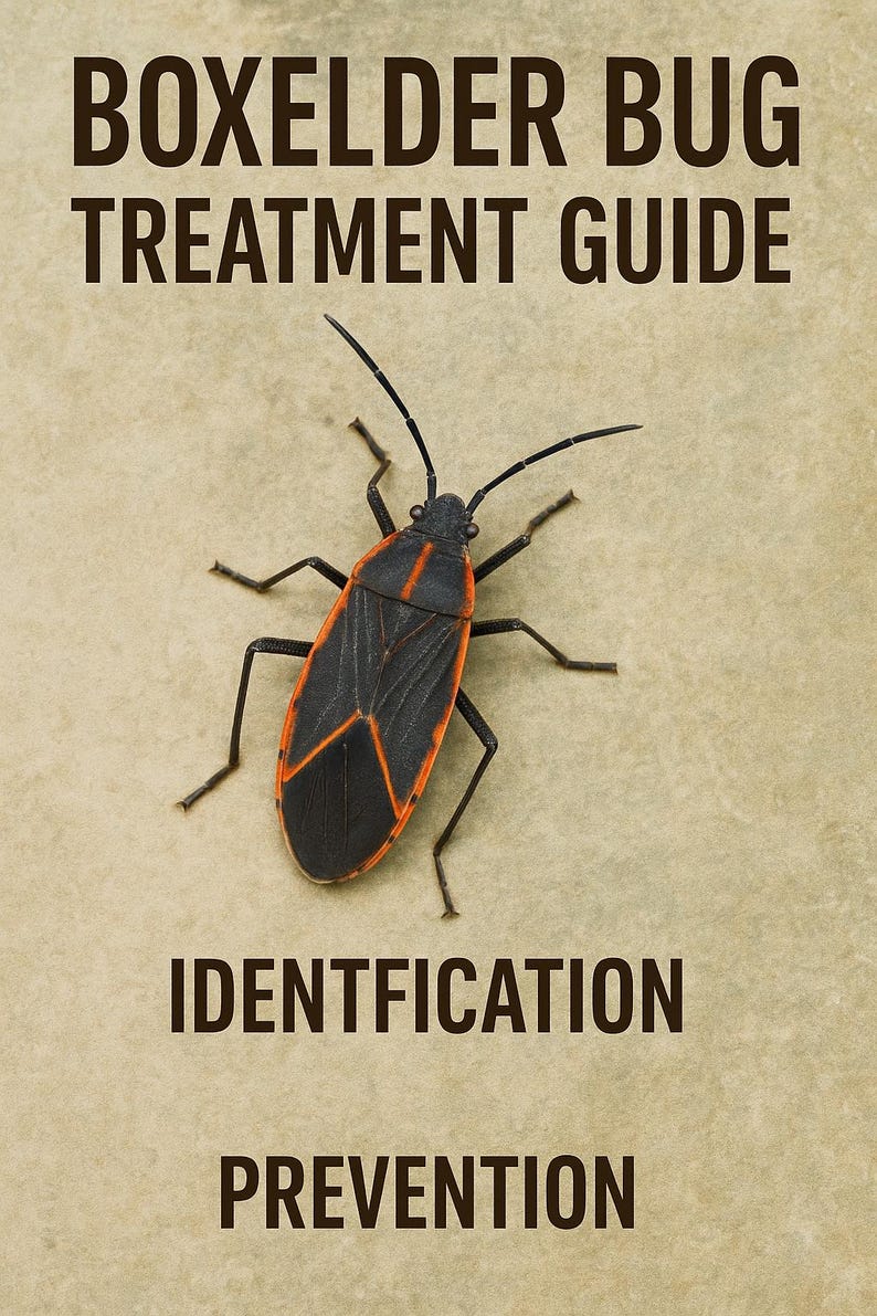 Boxelder Bug Treatment Guide - Complete Step-by-step Solution for ...