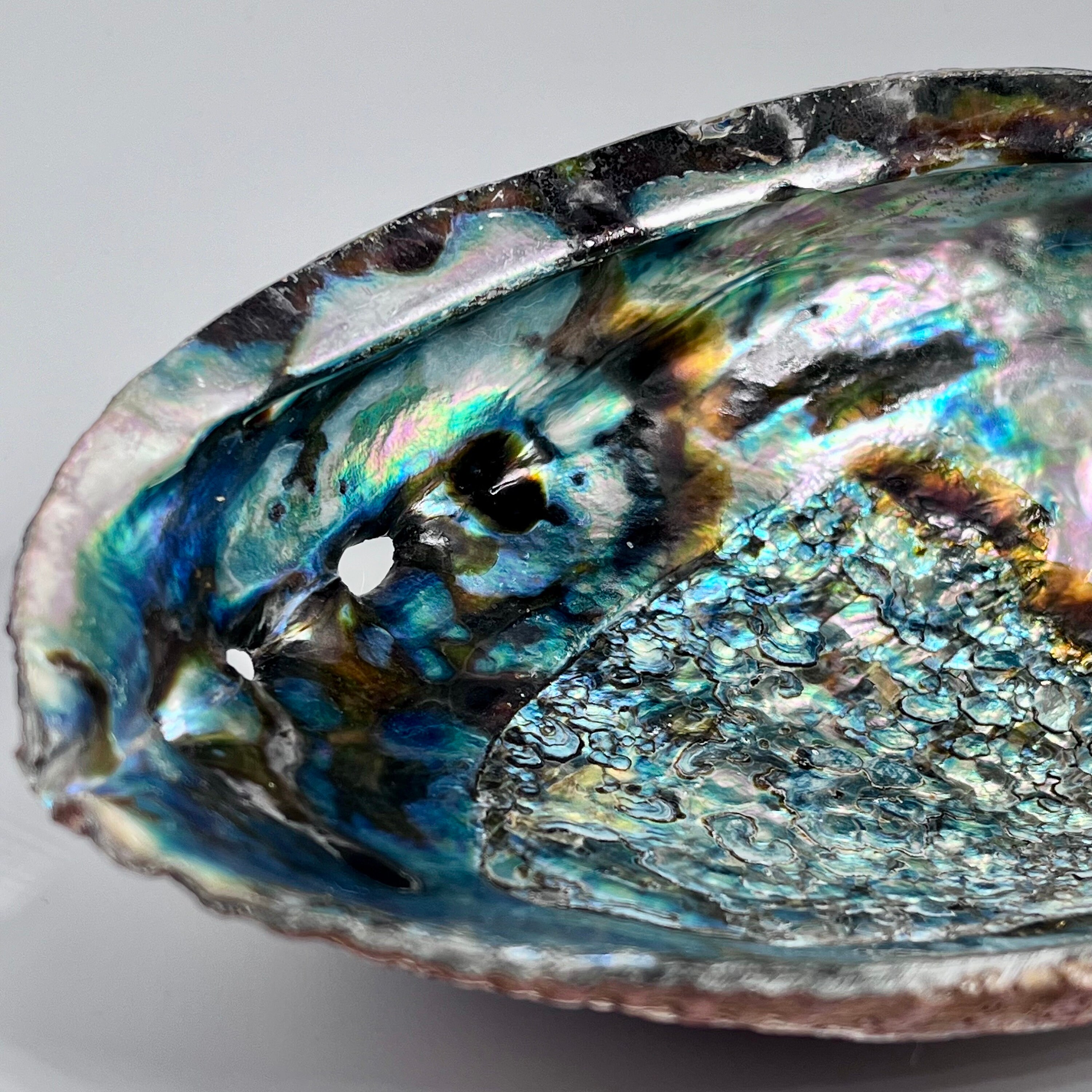 Large Abalone Shell, Smudging Bowl, Incense Holder, Mother-of-pearl ...