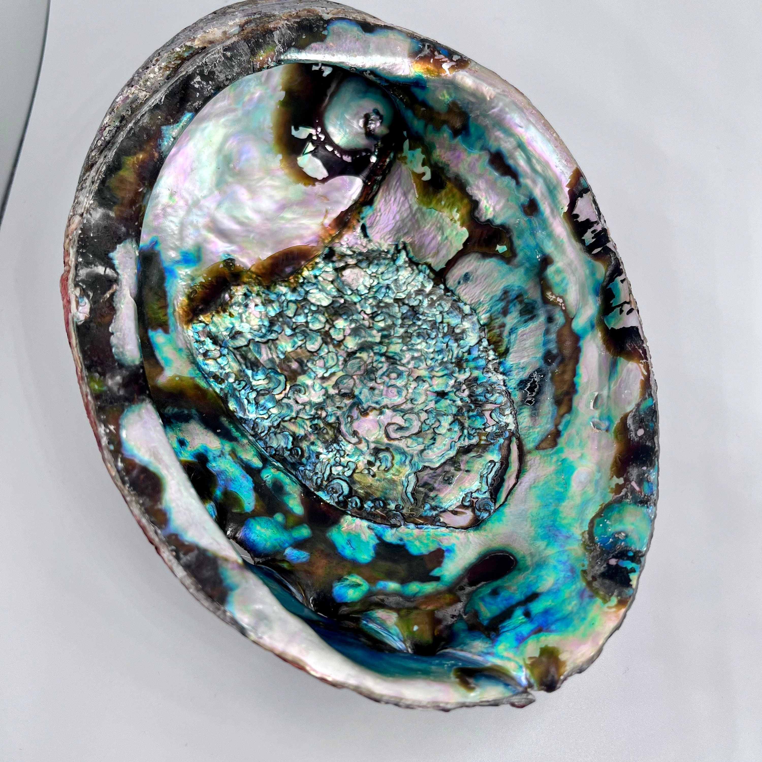 Large Abalone Shell, Smudging Bowl, Incense Holder, Mother-of-pearl, Decorative Sea Shell ...