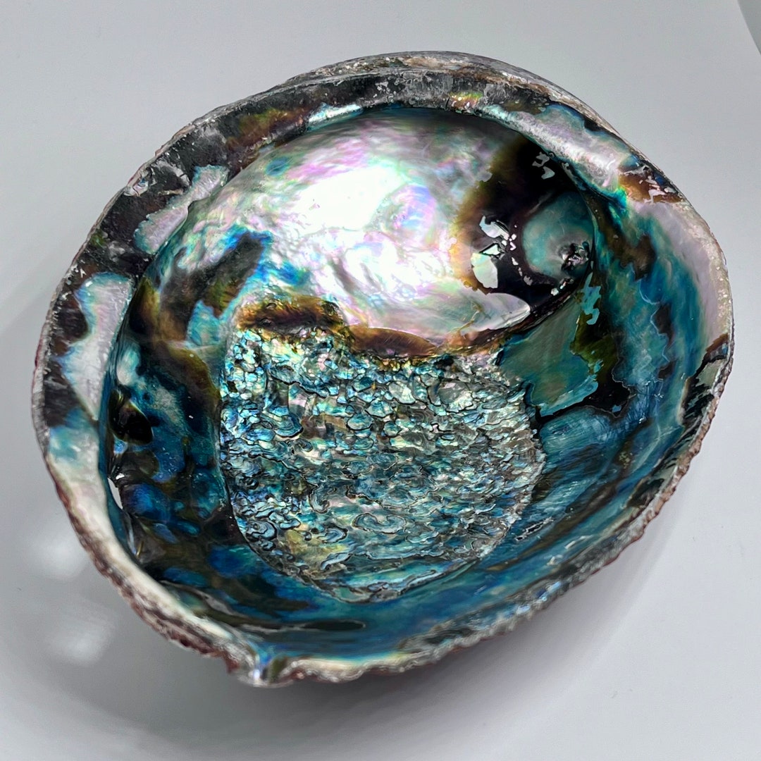 Large Abalone Shell, Smudging Bowl, Incense Holder, Mother-of-pearl, Decorative Sea Shell ...