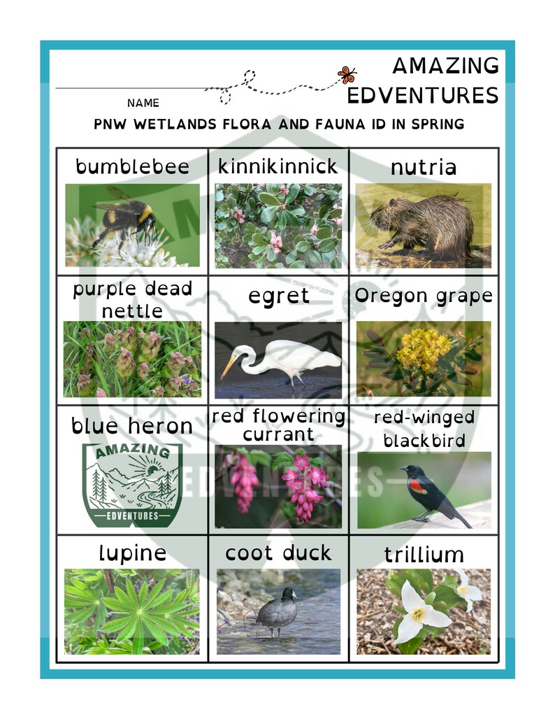 Earth Day Pacific NW Wetland Identification Guide: A Printable Guide to ...
