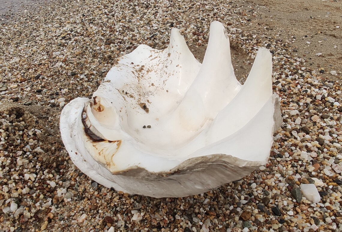 Extremly Rare Giant Seashell From the Ocean - Etsy