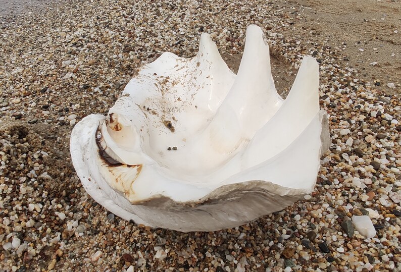 Extremly Rare Giant Seashell From the Ocean - Etsy