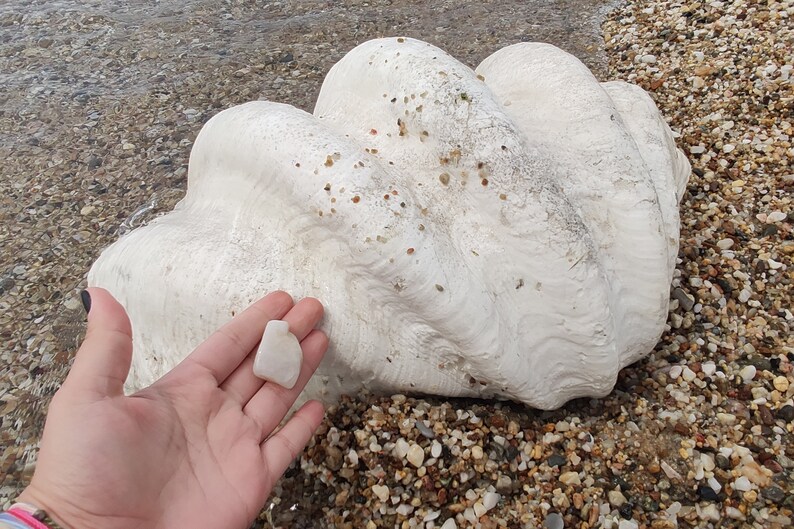 Extremly Rare Giant Seashell From the Ocean - Etsy