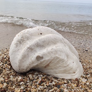 Extremly Rare Giant Seashell From the Ocean - Etsy