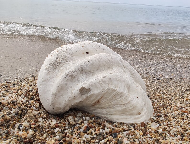 Extremly Rare Giant Seashell From the Ocean - Etsy