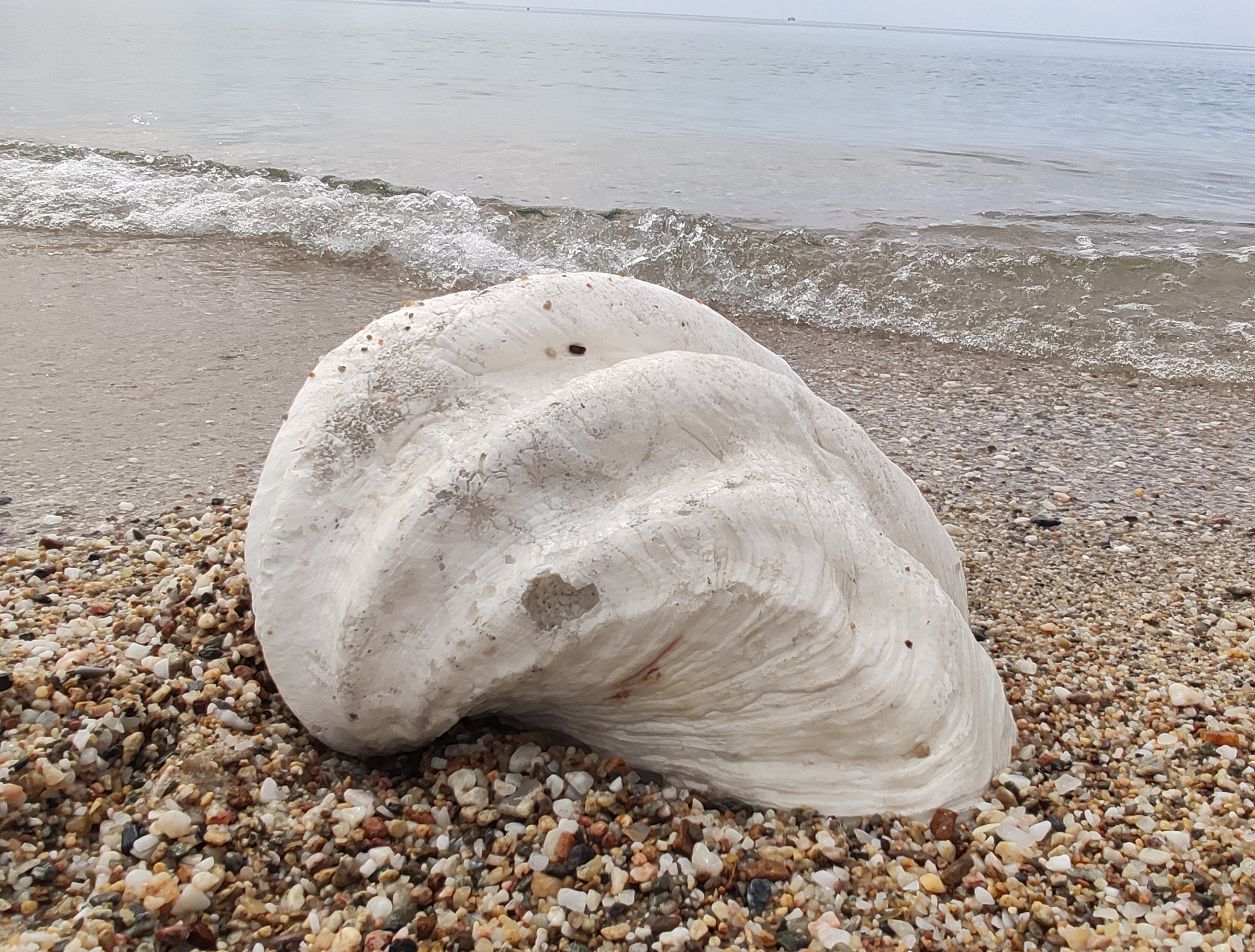 Extremly Rare Giant Seashell From the Ocean - Etsy