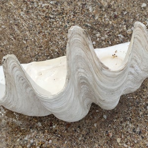 Extremly Rare Giant Seashell From the Ocean - Etsy