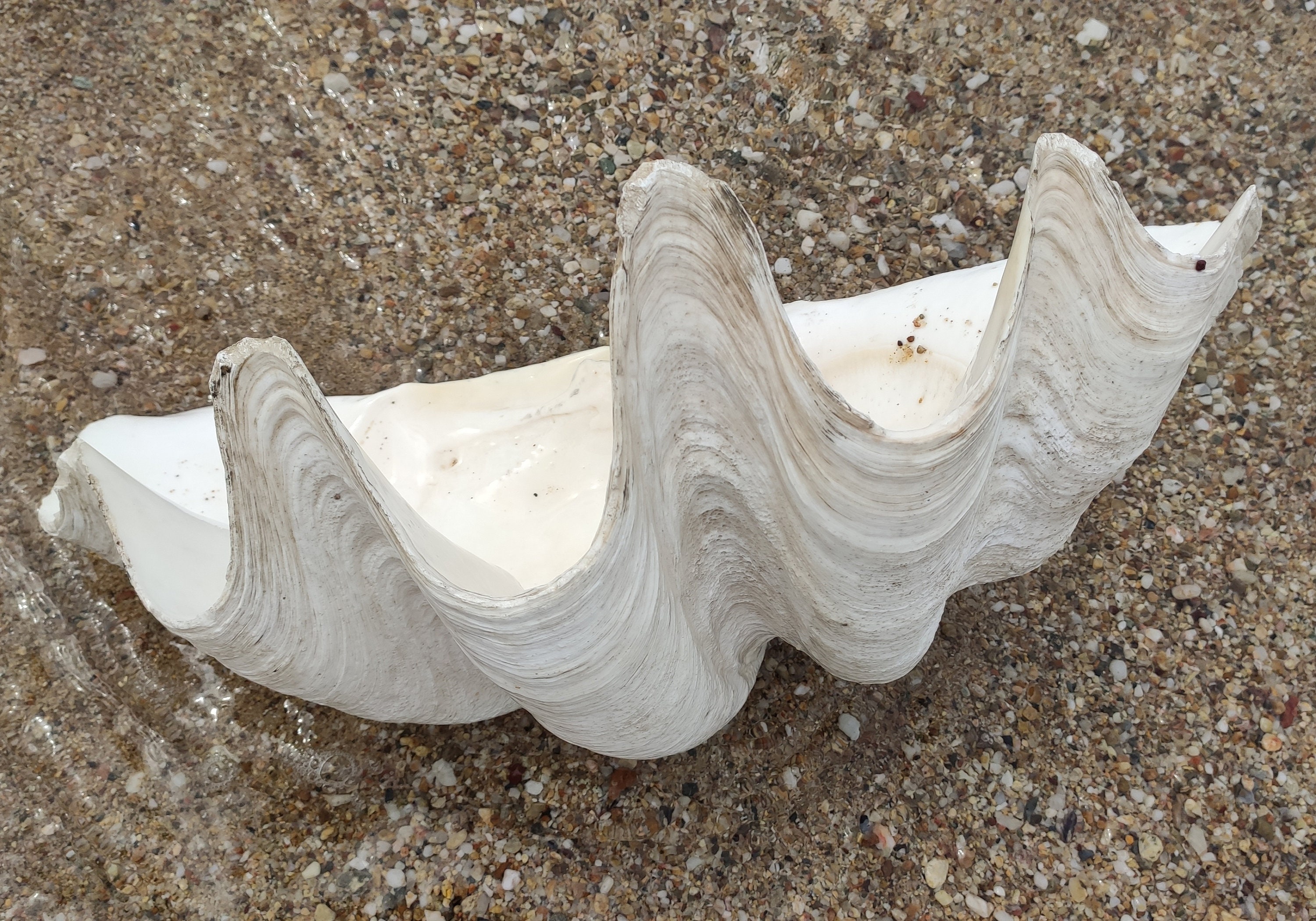 Extremly Rare Giant Seashell From the Ocean - Etsy