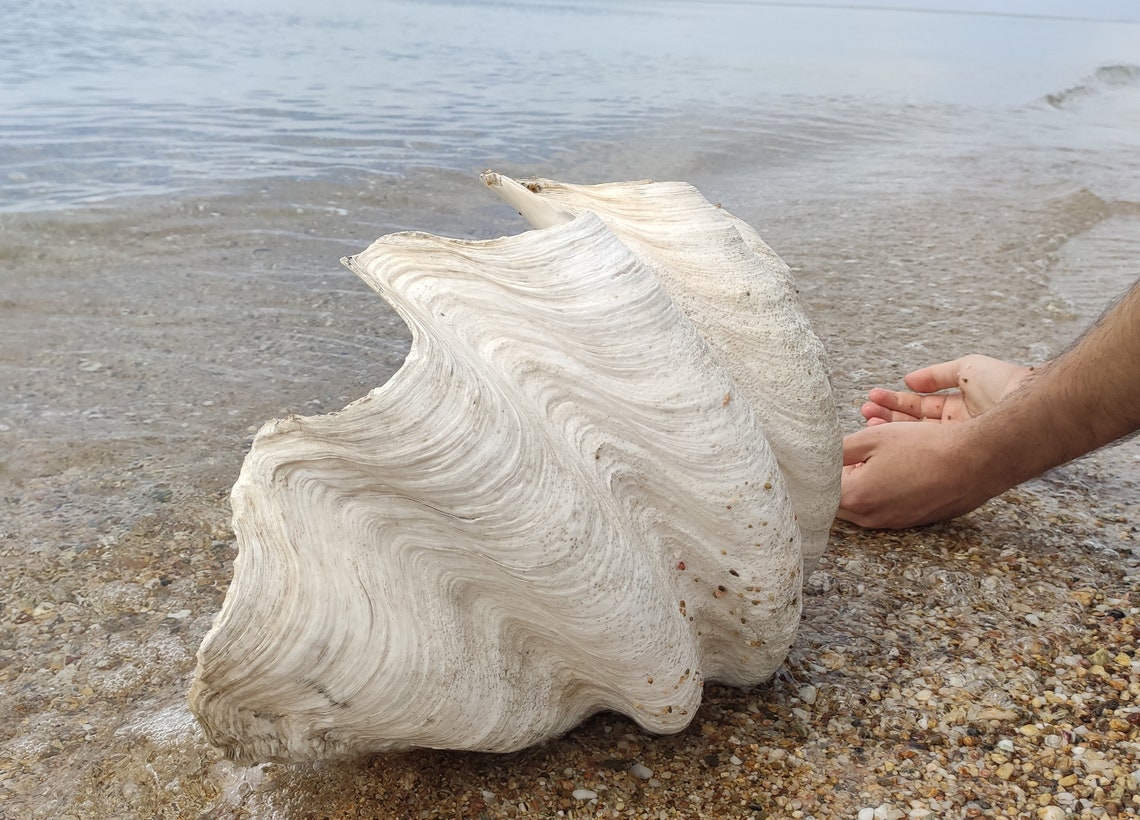 Extremly Rare Giant Seashell From the Ocean - Etsy