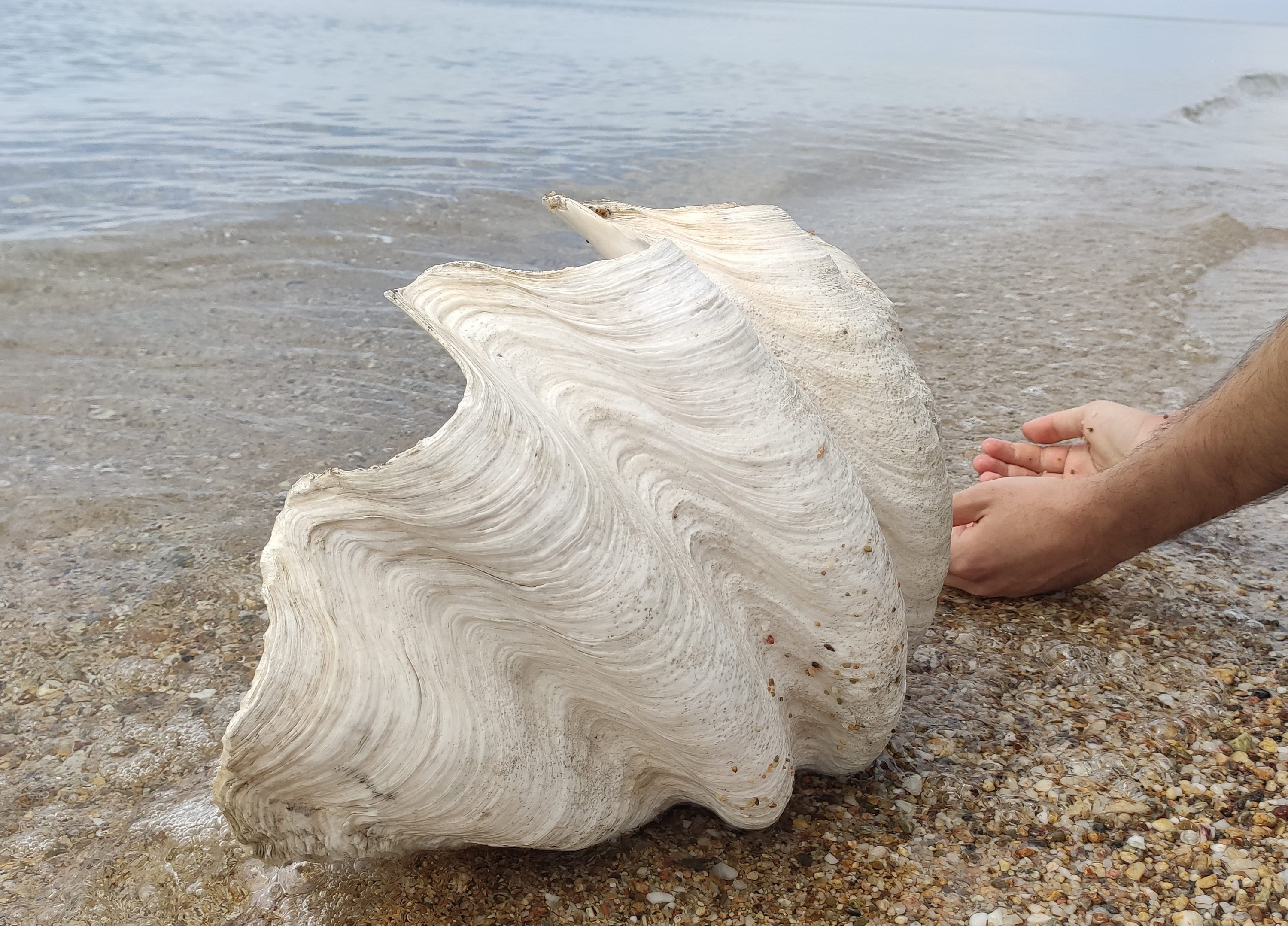 Extremly Rare Giant Seashell From the Ocean - Etsy