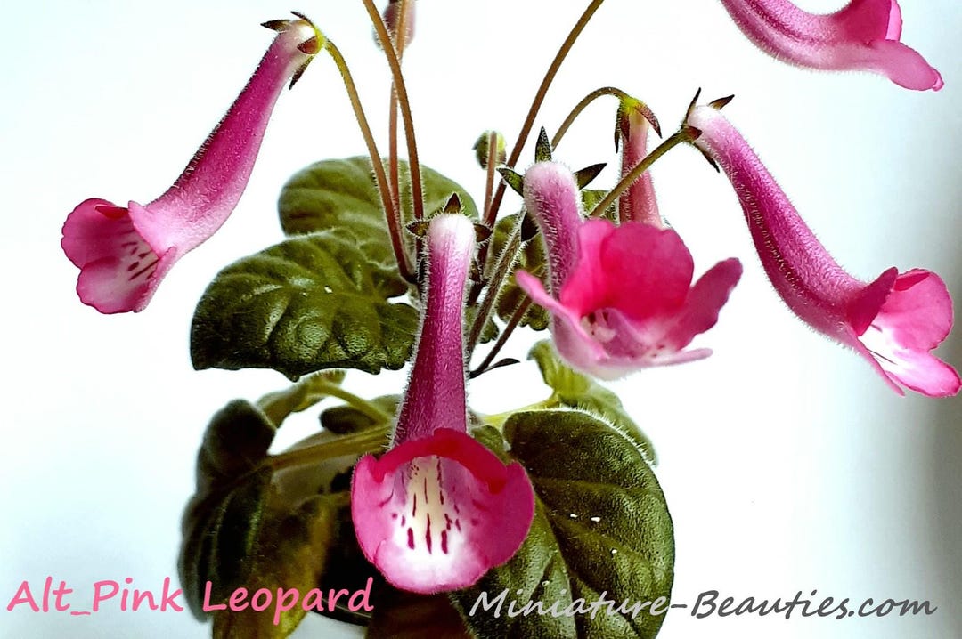Mini Sinningia Pink Leopard Seeds - Etsy Canada