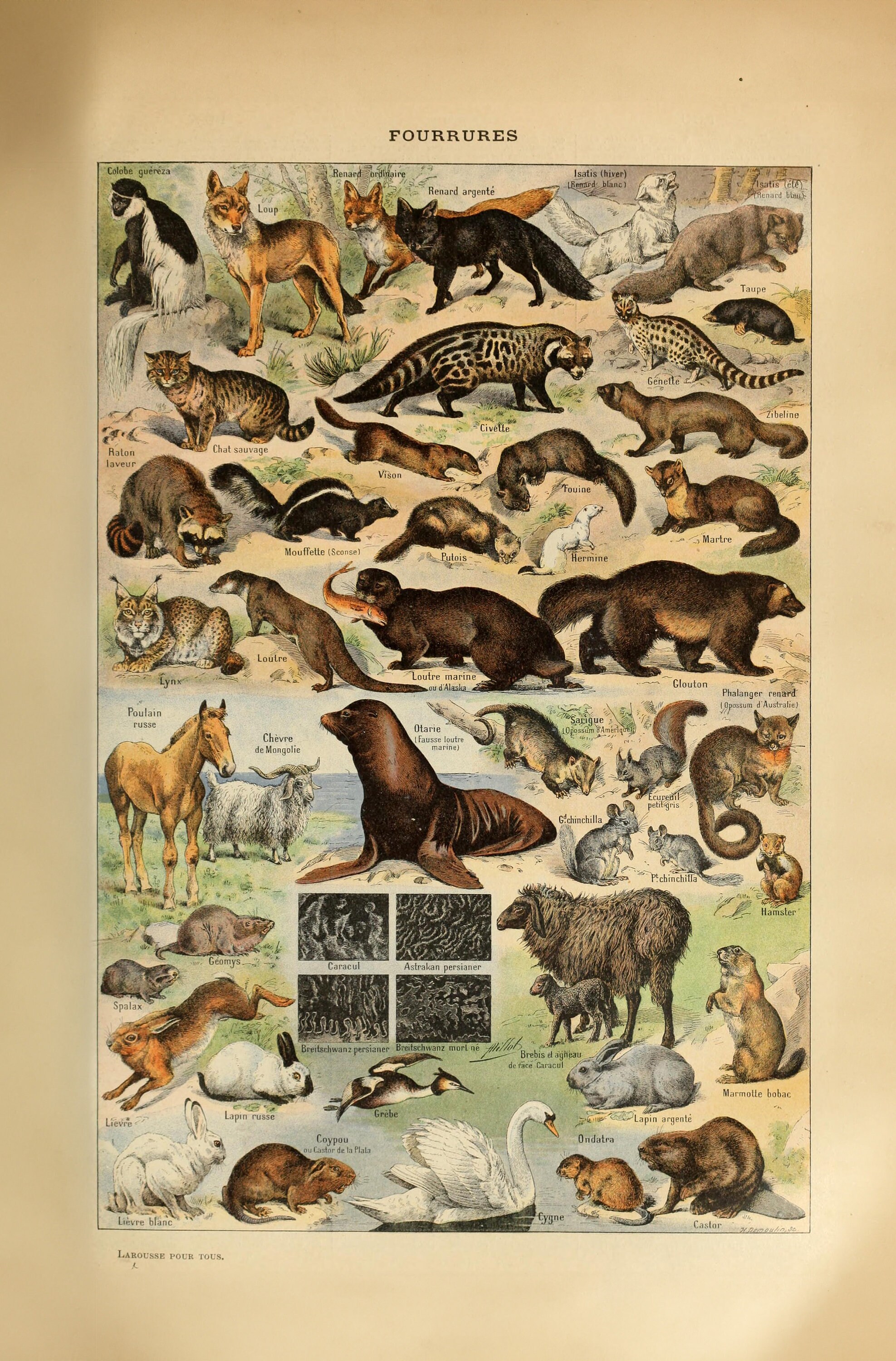 Furry Animals Classification Jigsaw Puzzle 300/500/1000 Piece - Etsy
