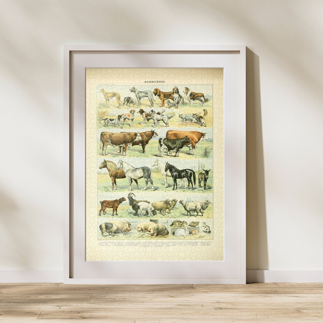 Mammal Classification Jigsaw Puzzle 300/500/1000 Piece, Vintage ...