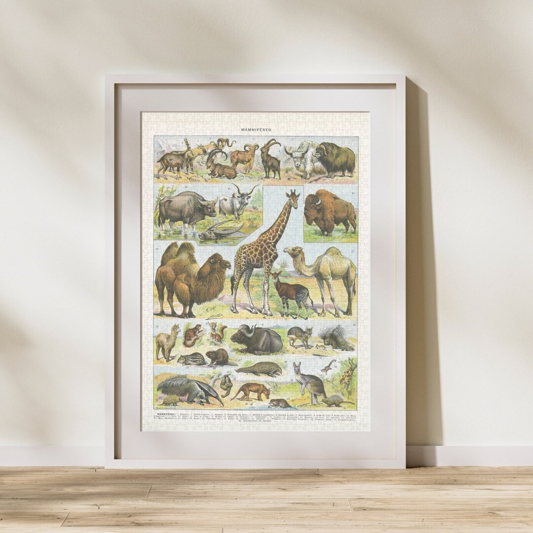 Mammal Classification Jigsaw Puzzle 300/500/1000 Piece, Vintage ...