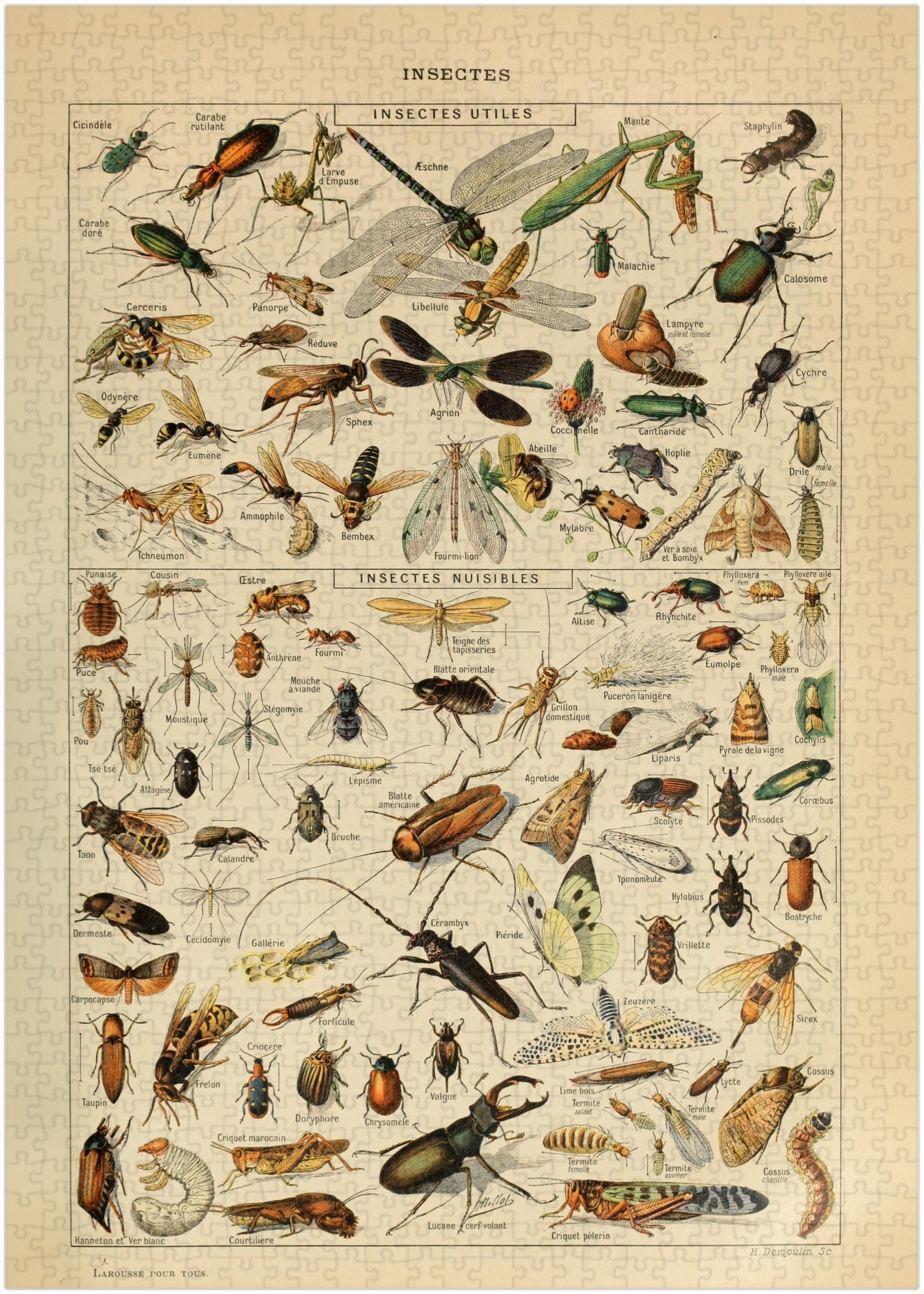 Insect Classification Jigsaw Puzzle 300/500/1000 Piece, Vintage ...