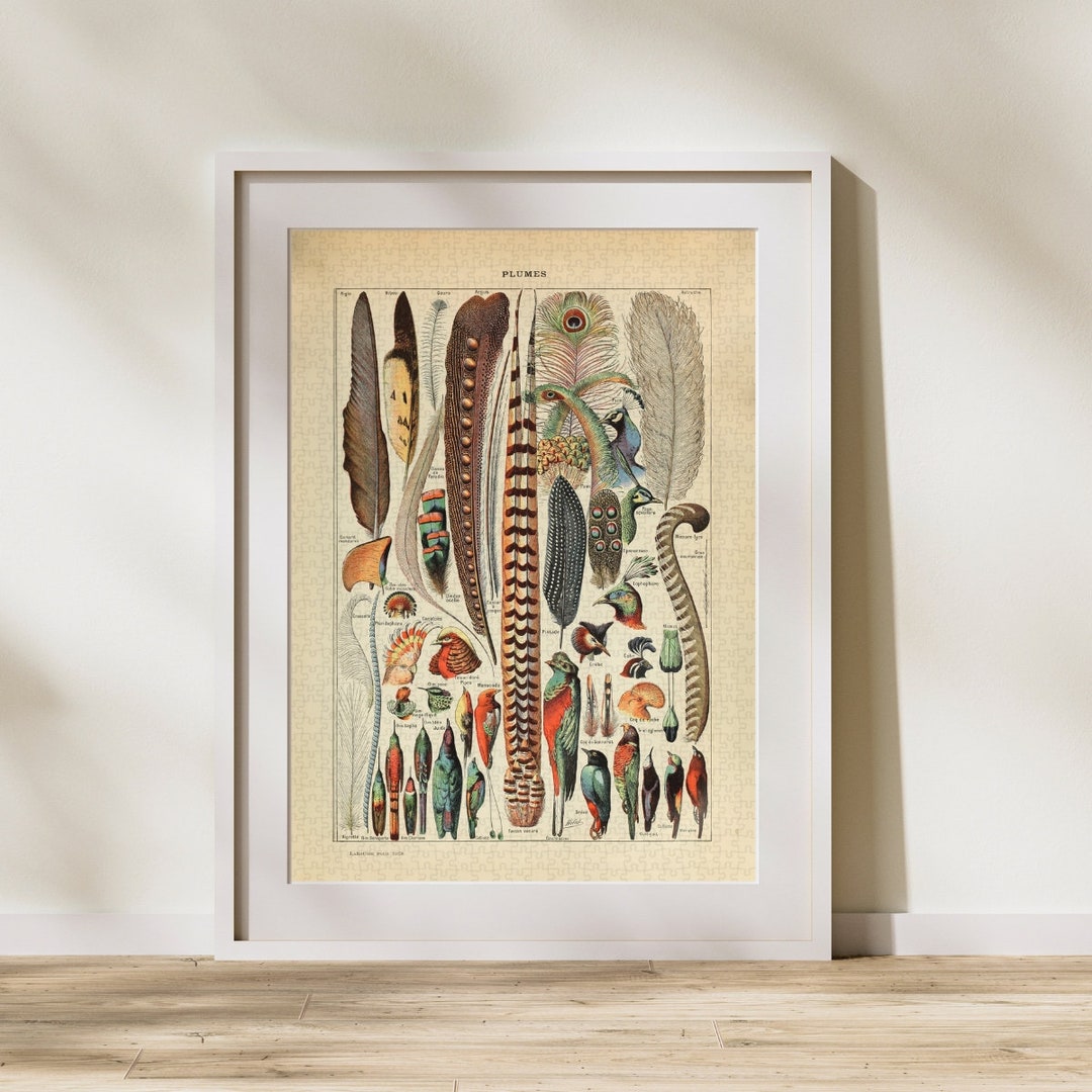 Feathers Classification Jigsaw Puzzle 300/500/1000 Piece, Vintage ...