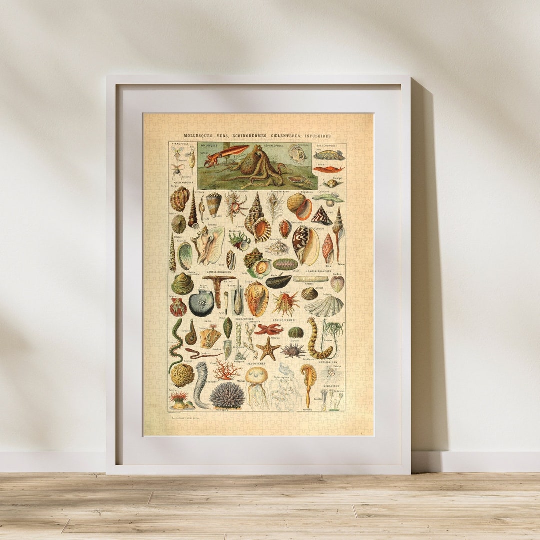 Mollusques Classification Jigsaw Puzzle 300/500/1000 Piece, Vintage ...