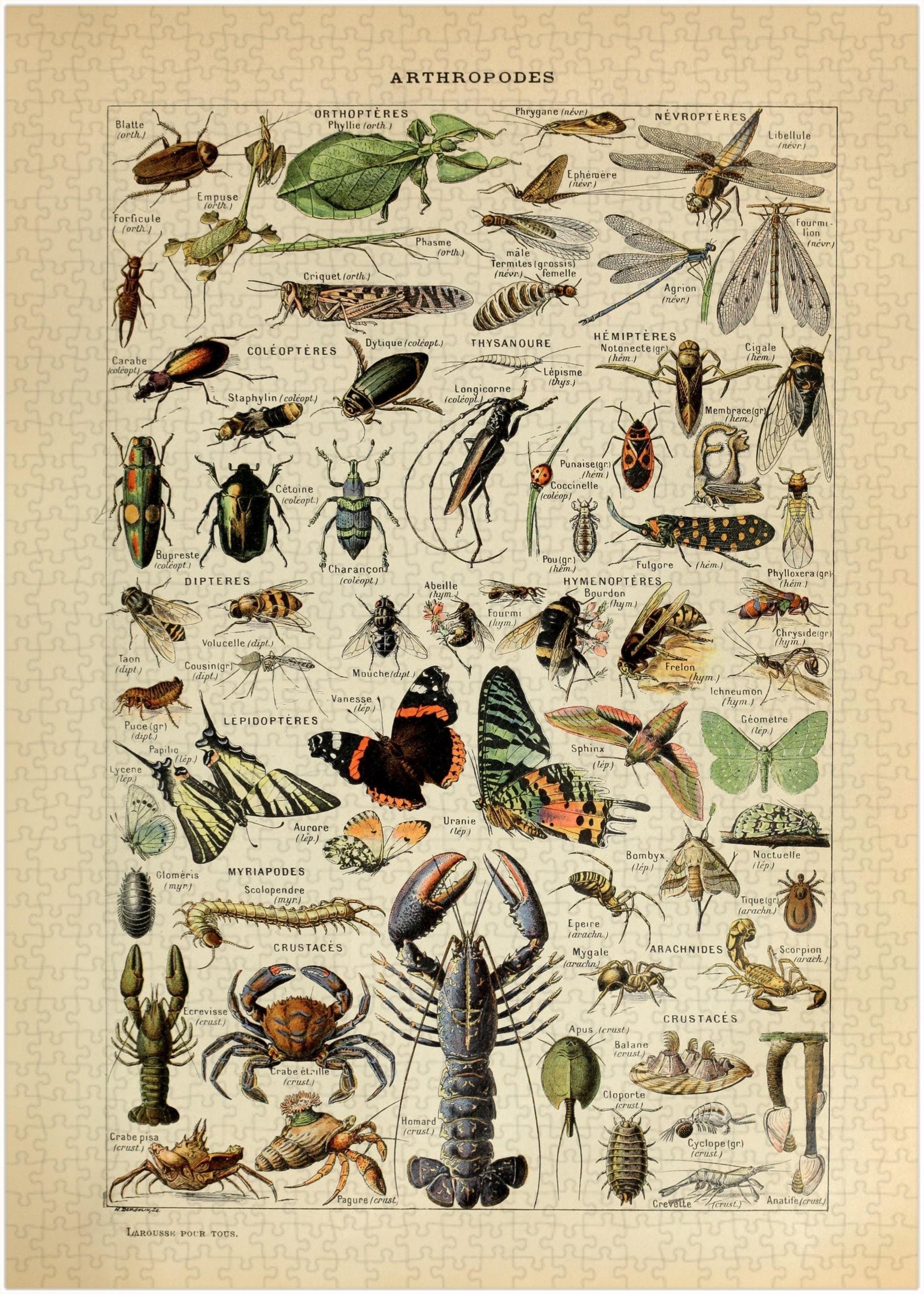 Arthropods Classification Jigsaw Puzzle: Vintage Educational Animal ...