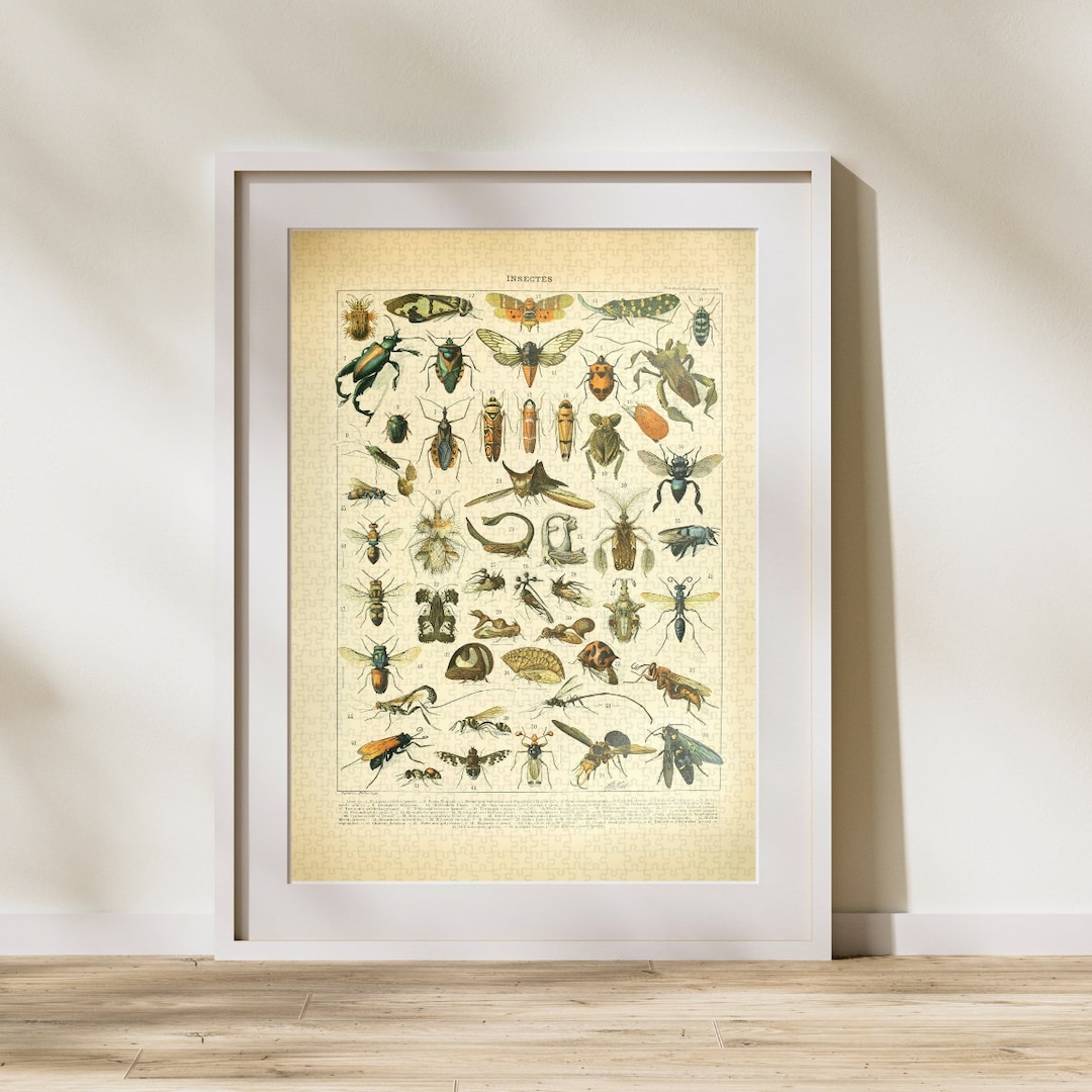 Puzzle de classification des insectes 300/500/1000 pièces, affiche d ...