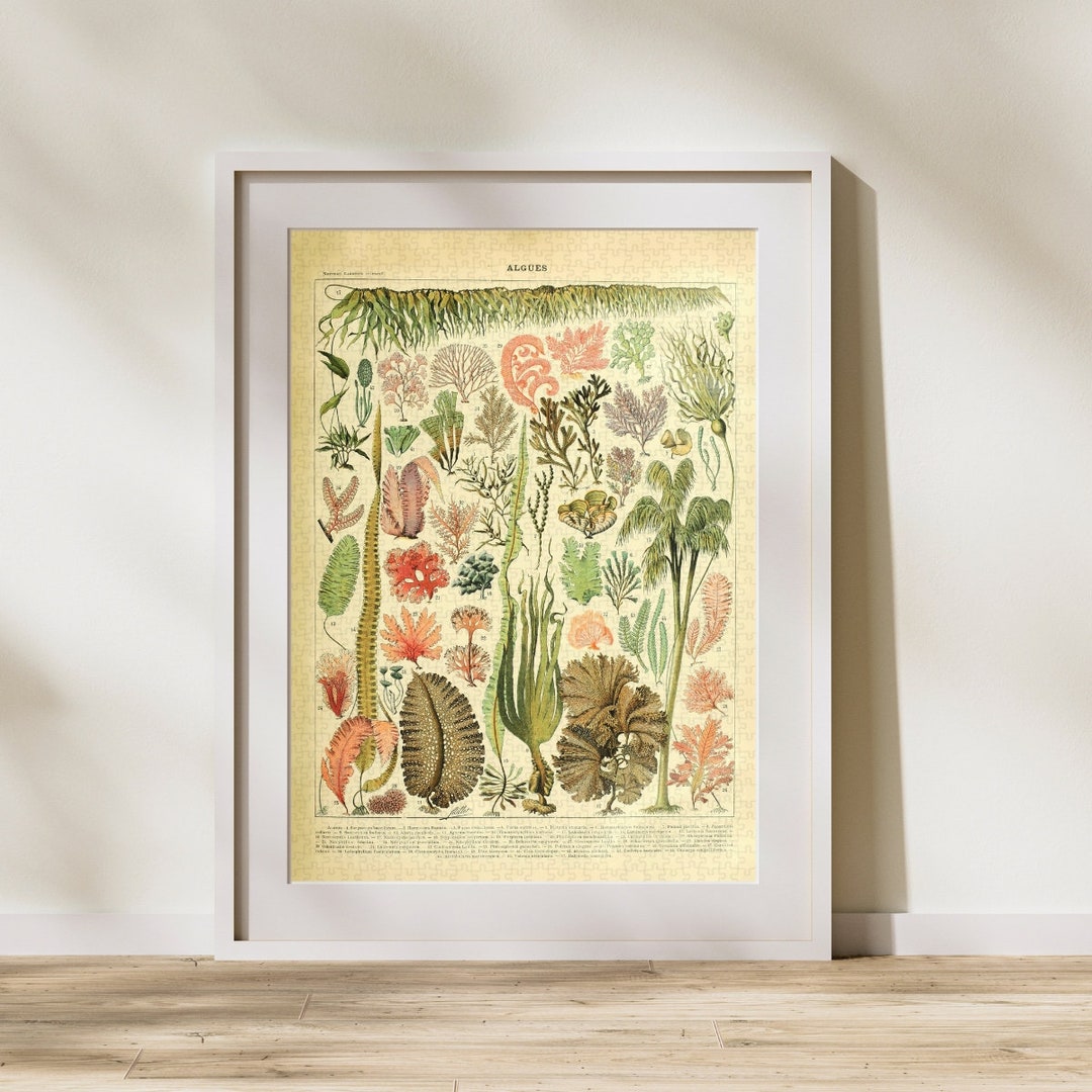 Algae Classification Jigsaw Puzzle 300/500/1000 Piece, Vintage ...