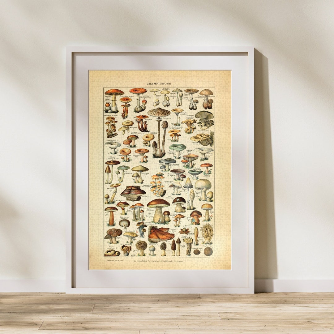 Champignons Classification Jigsaw Puzzle 300/500/1000 Piece, Vintage ...
