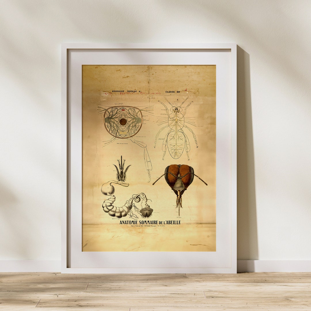 Vintage Print of Anatomy of Bee Jigsaw Puzzle 300/500/1000 Piece ...