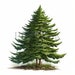 Spruce Tree Clipart 10 High Quality Jpgs Nature Clipart Tree Clipart ...