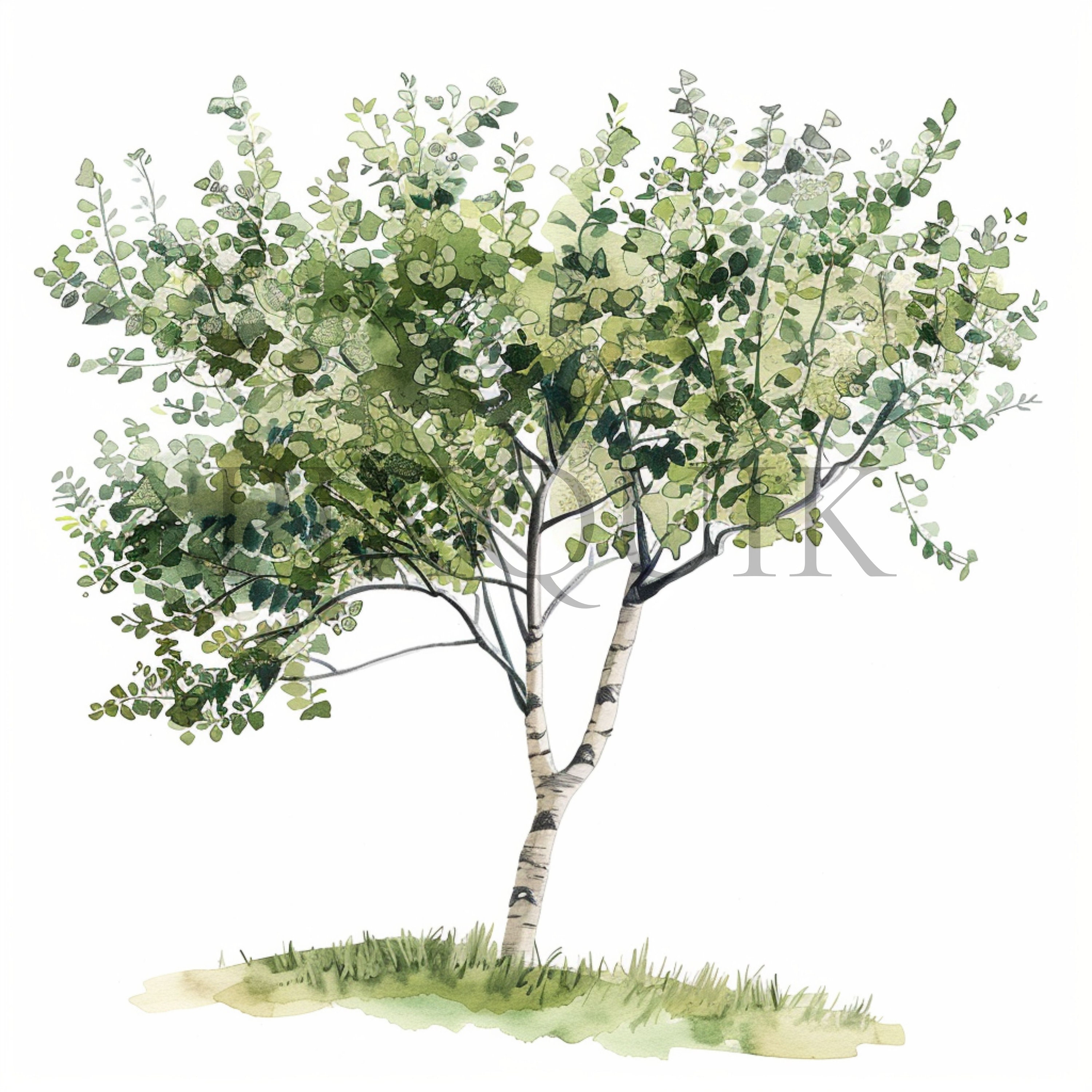 Alder Tree Clipart 10 High Quality Jpgs Alder Tree Digital Download ...