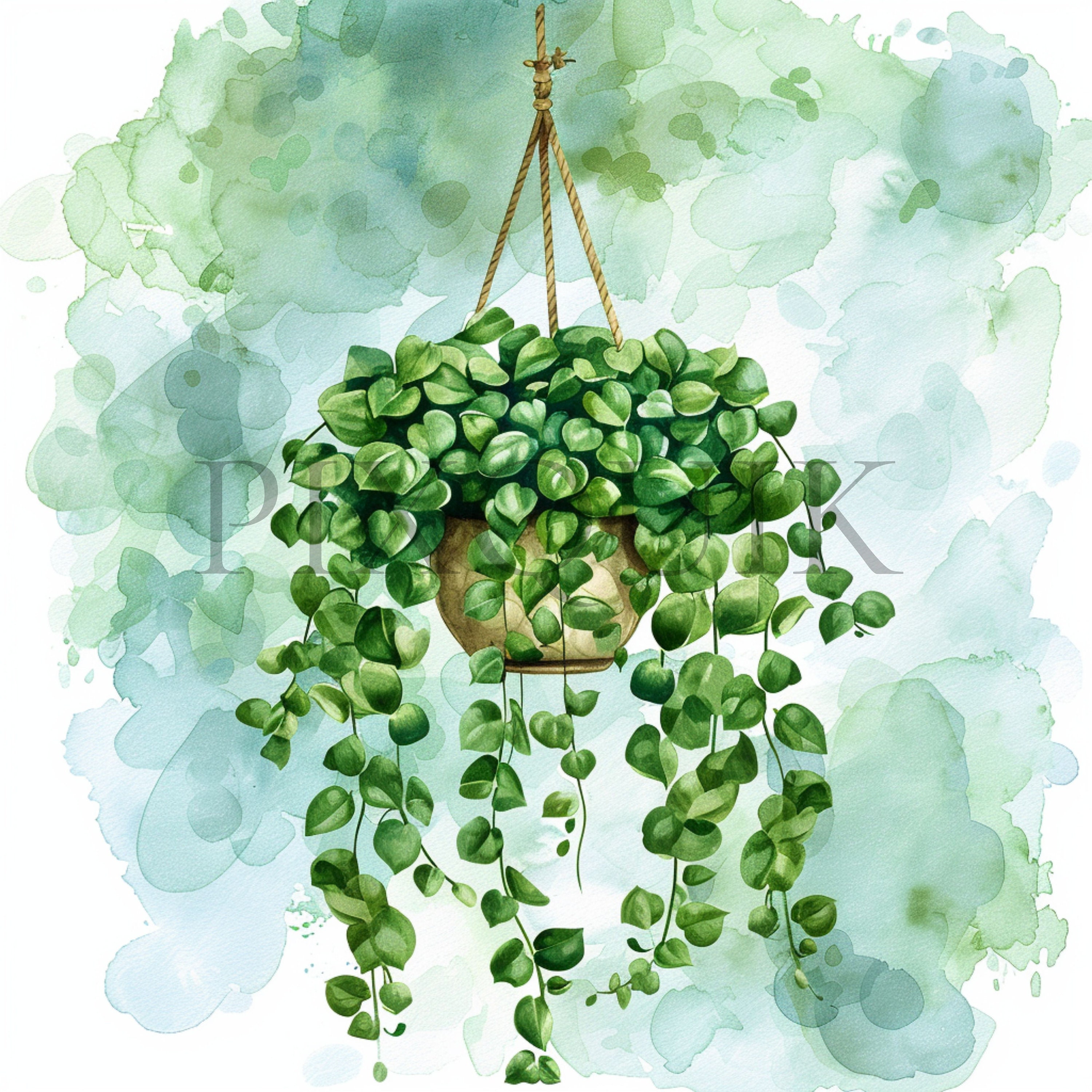 Watercolor Hanging House Plants Clipart 10 High Quality Jpgs Retro ...