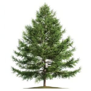 Hemlock Tree Clipart | 10 High Quality Jpgs | Beautiful Trees | Digital ...