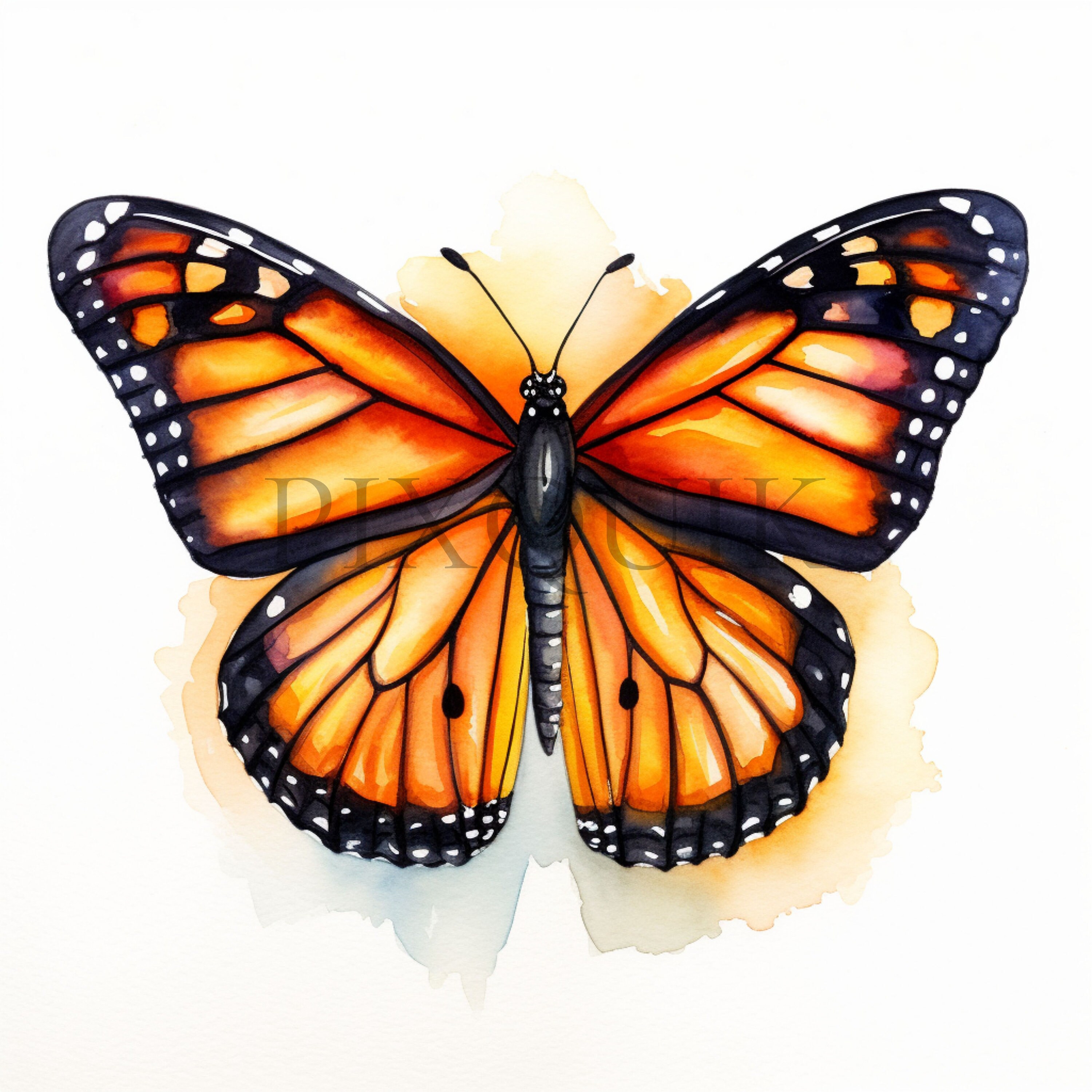 Watercolor Monarch Clipart 10 High Quality Jpgs Monarch Butterfly ...