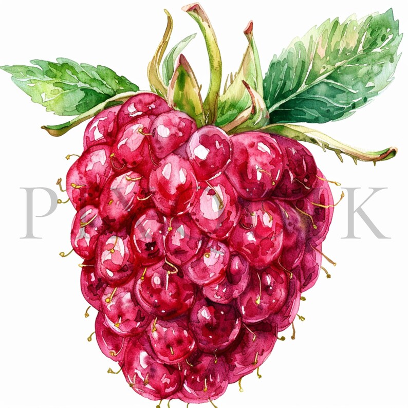 Raspberry Clipart | 10 High Quality Jpgs | Digital Download | Raspberry ...