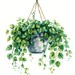 Watercolor Hanging House Plants Clipart | 10 High Quality Jpgs | Retro ...